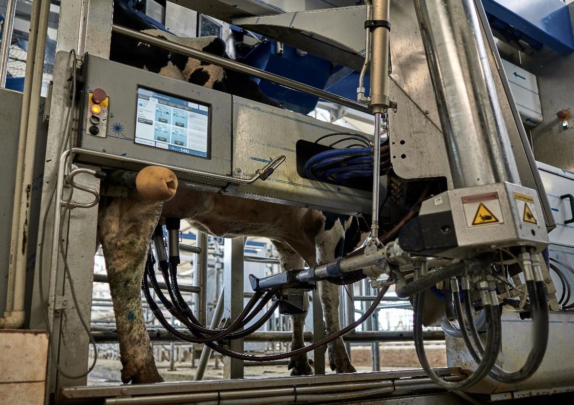 Robotic milking and cattle welfare | Farming Connect
